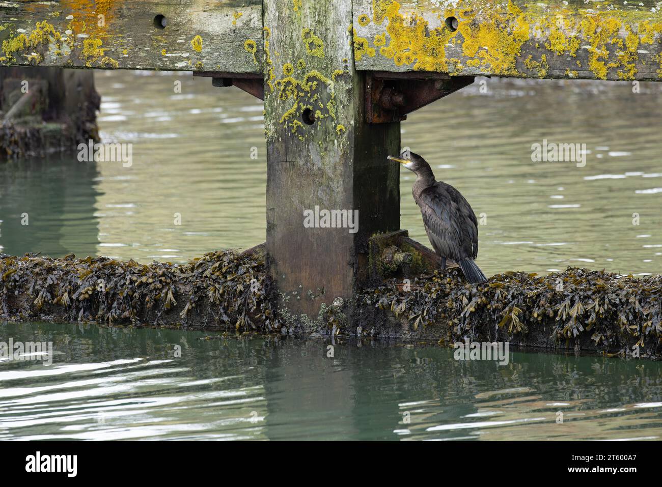 Shag (Phalacrocorax aristotelis) first year Mutford Lock Suffolk ...