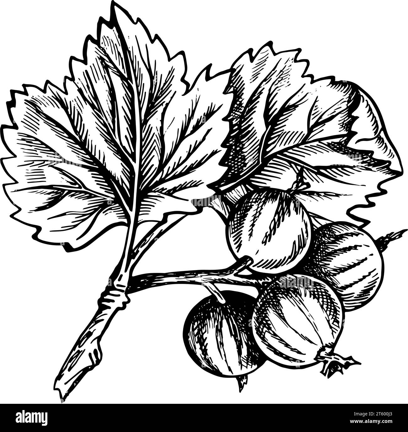 Blackcurrant with leaves Black and White Stock Photos & Images - Alamy