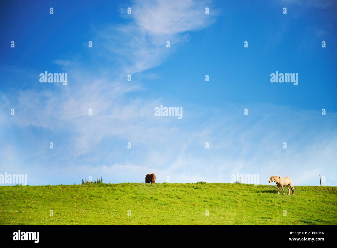 Blue sky, field and horses with nature, summer and environment with ...