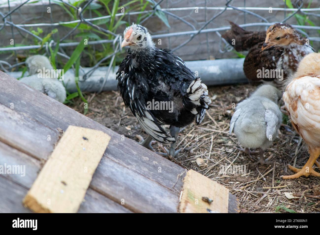 Group bantam baby chicks hi-res stock photography and images - Alamy