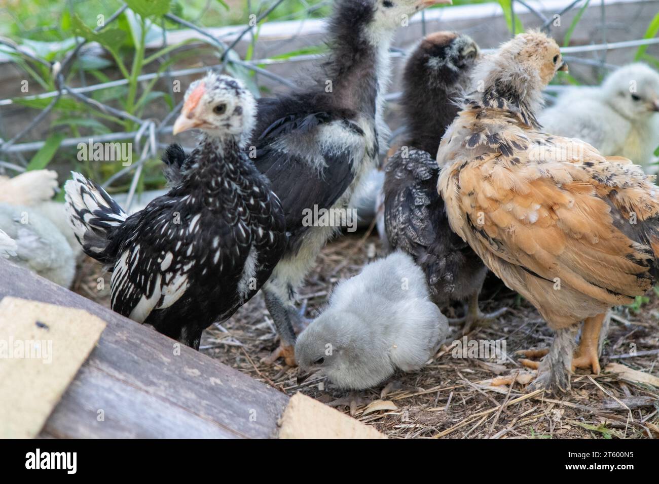 Group of Bantam baby chicks in the yard . High quality photo Stock ...