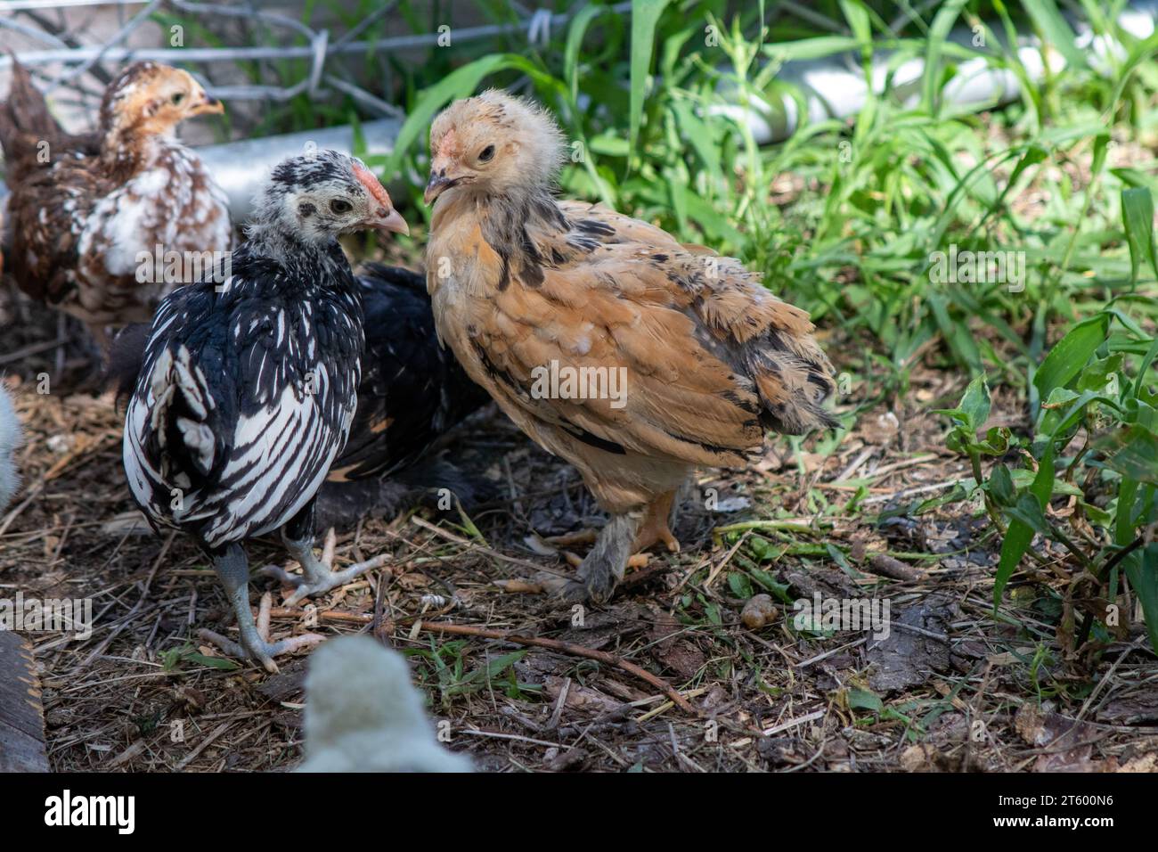 Group bantam baby chicks hi-res stock photography and images - Alamy