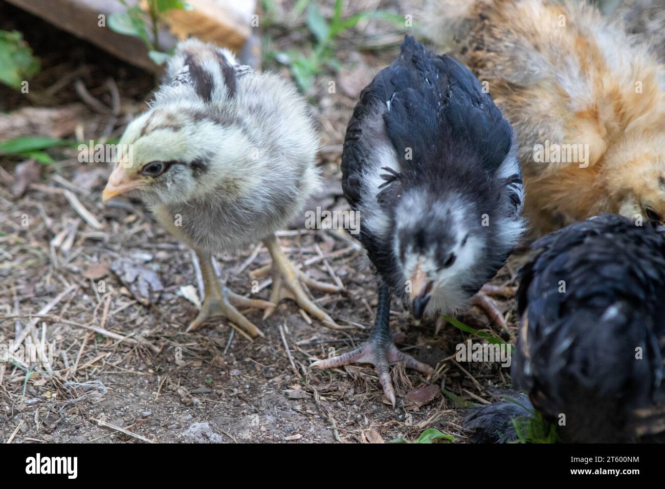 Group bantam baby chicks hi-res stock photography and images - Alamy
