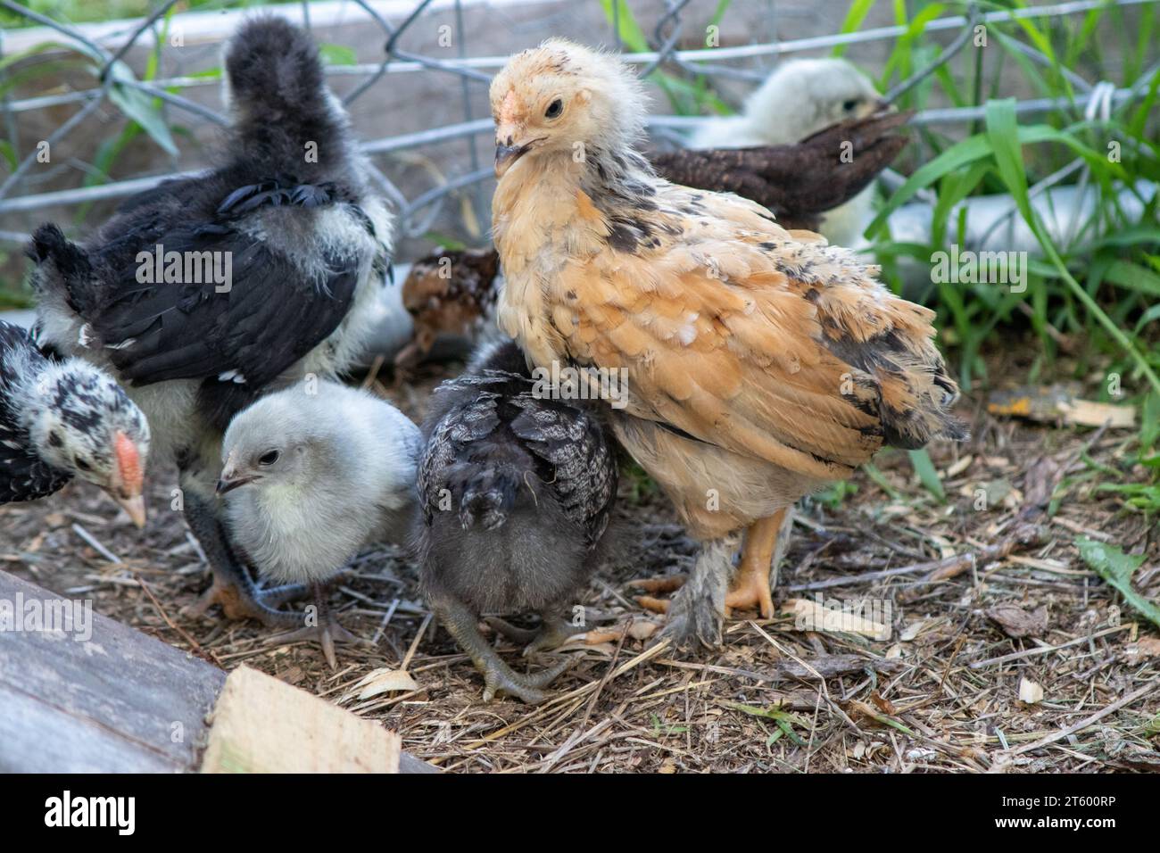 Group bantam baby chicks hi-res stock photography and images - Alamy