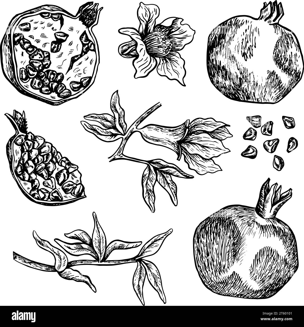 Set, pomegranate fruits, leaves, flowers and branches, hand drawn black ...