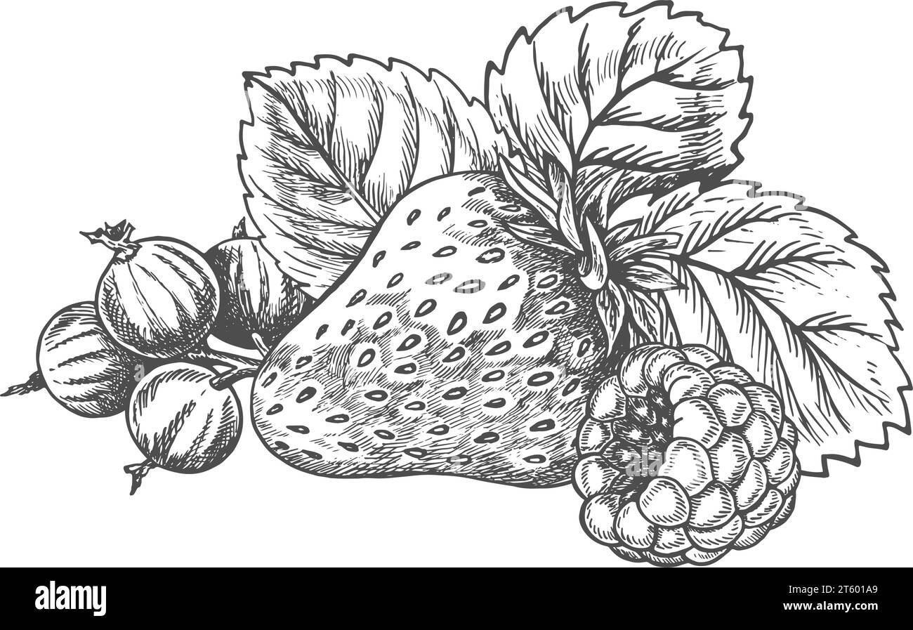 Strawberry, raspberry, currant, hand drawn black and white graphic ...