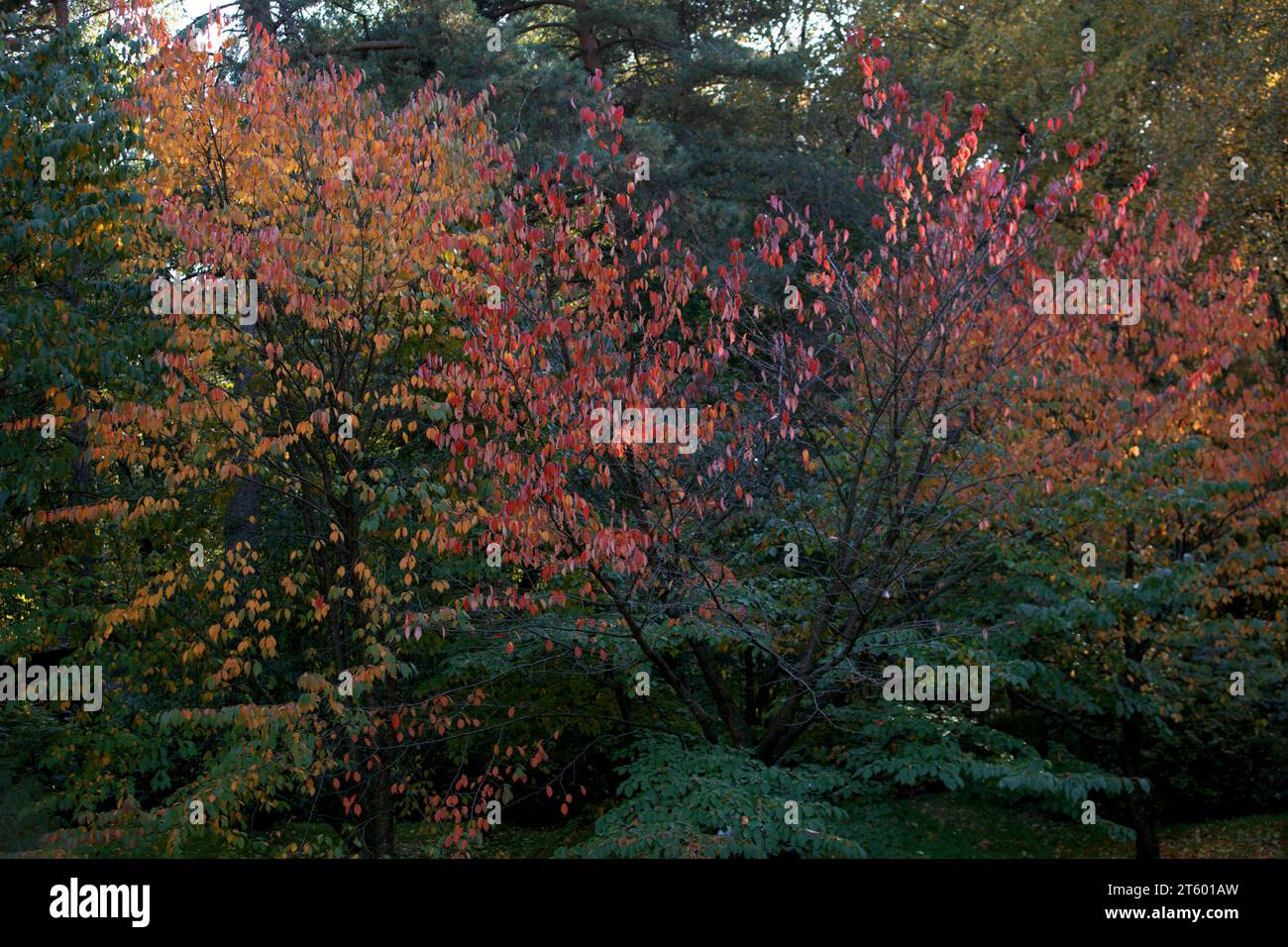 Autumn colorful foliage on the branches of a Japanese plum tree in the ...
