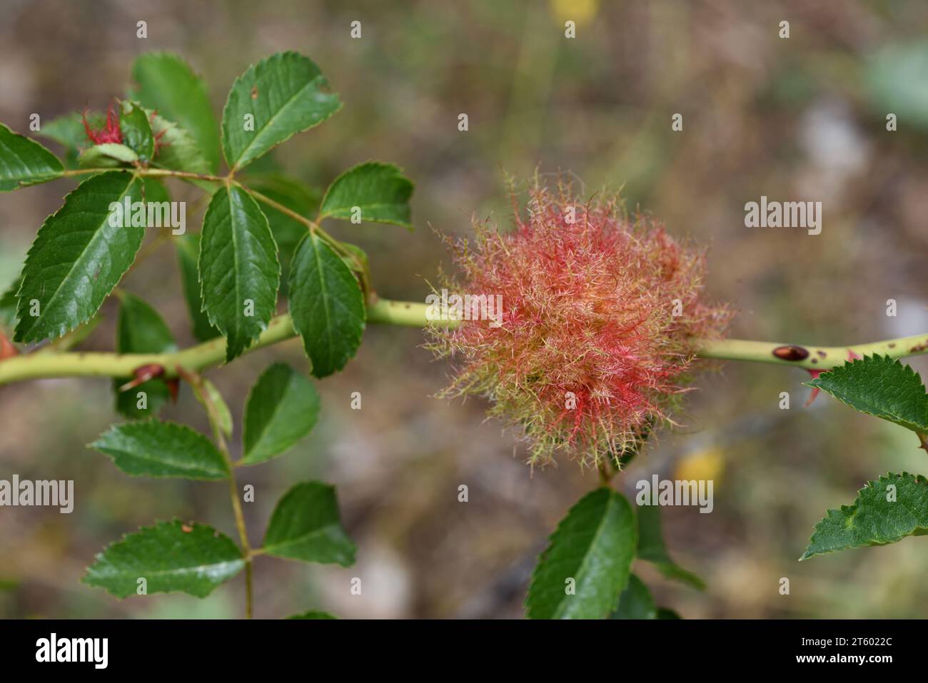 Diplolepsis rosae, Rose bedeguar gall aka Bedeguar gall wasp, Robin's ...