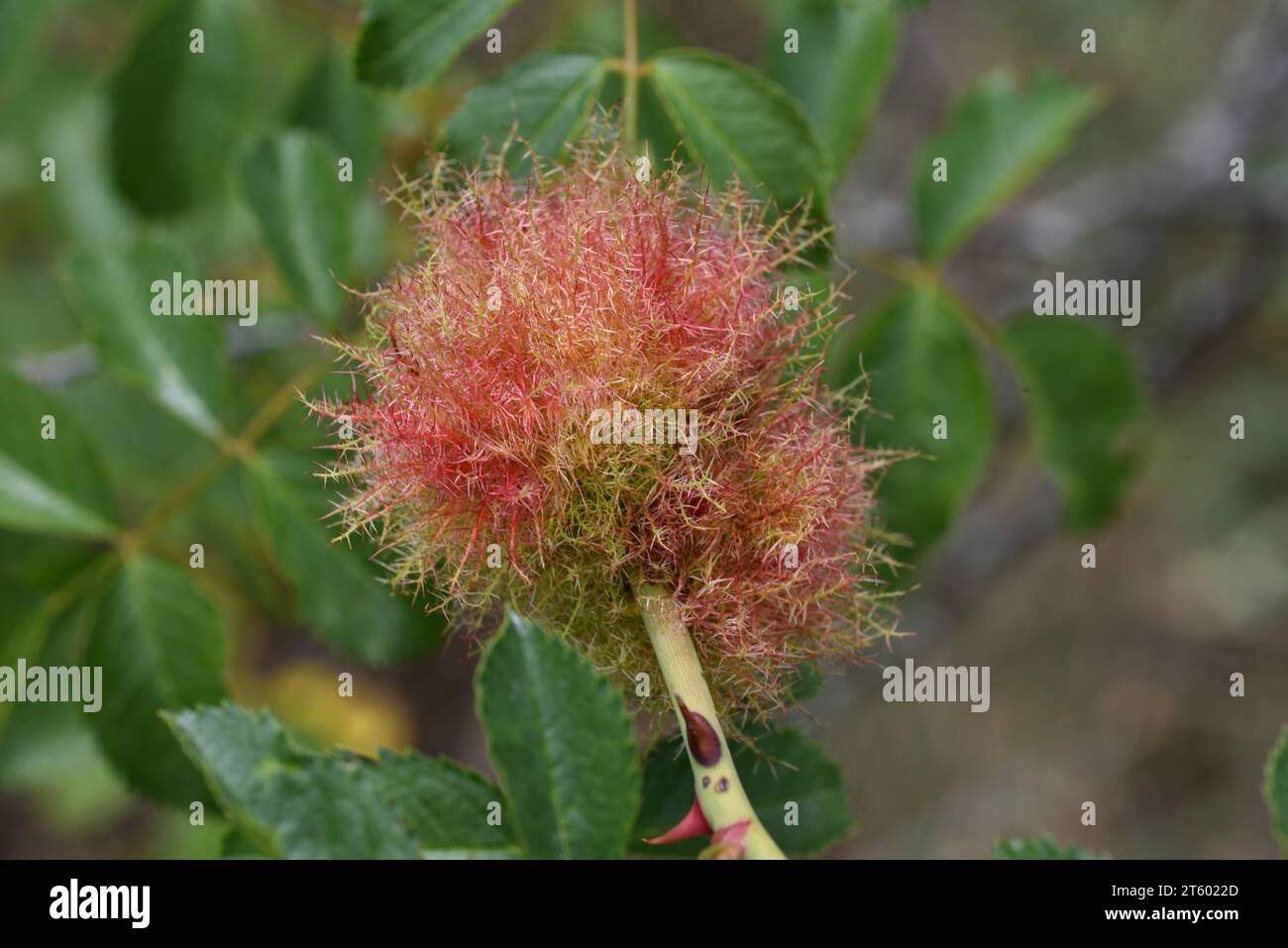 Diplolepsis rosae, Rose bedeguar gall aka Bedeguar gall wasp, Robin's ...