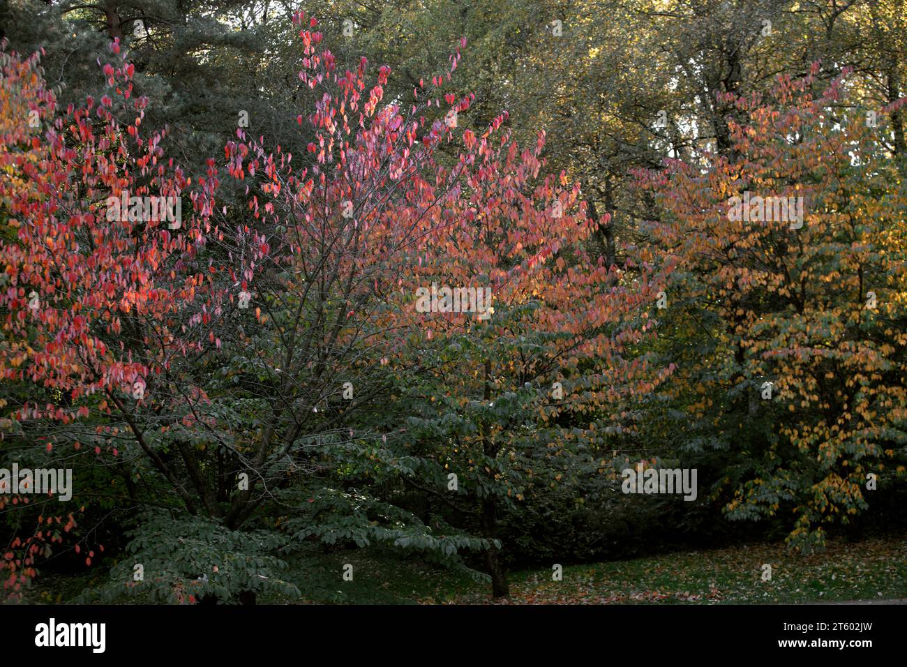 Sakura tree in the fall. Autumn multicolored foliage on the branches of ...
