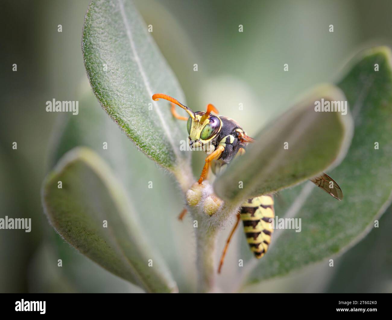 Macro of a colorful european wasp in a portuguese meadow Stock Photo ...