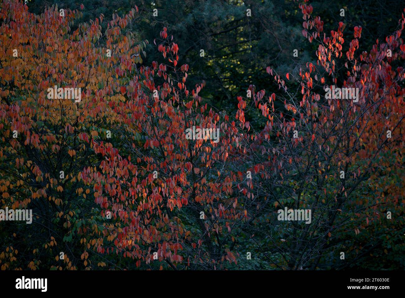 Sakura tree in the fall. Autumn colorful foliage on the branches of a ...