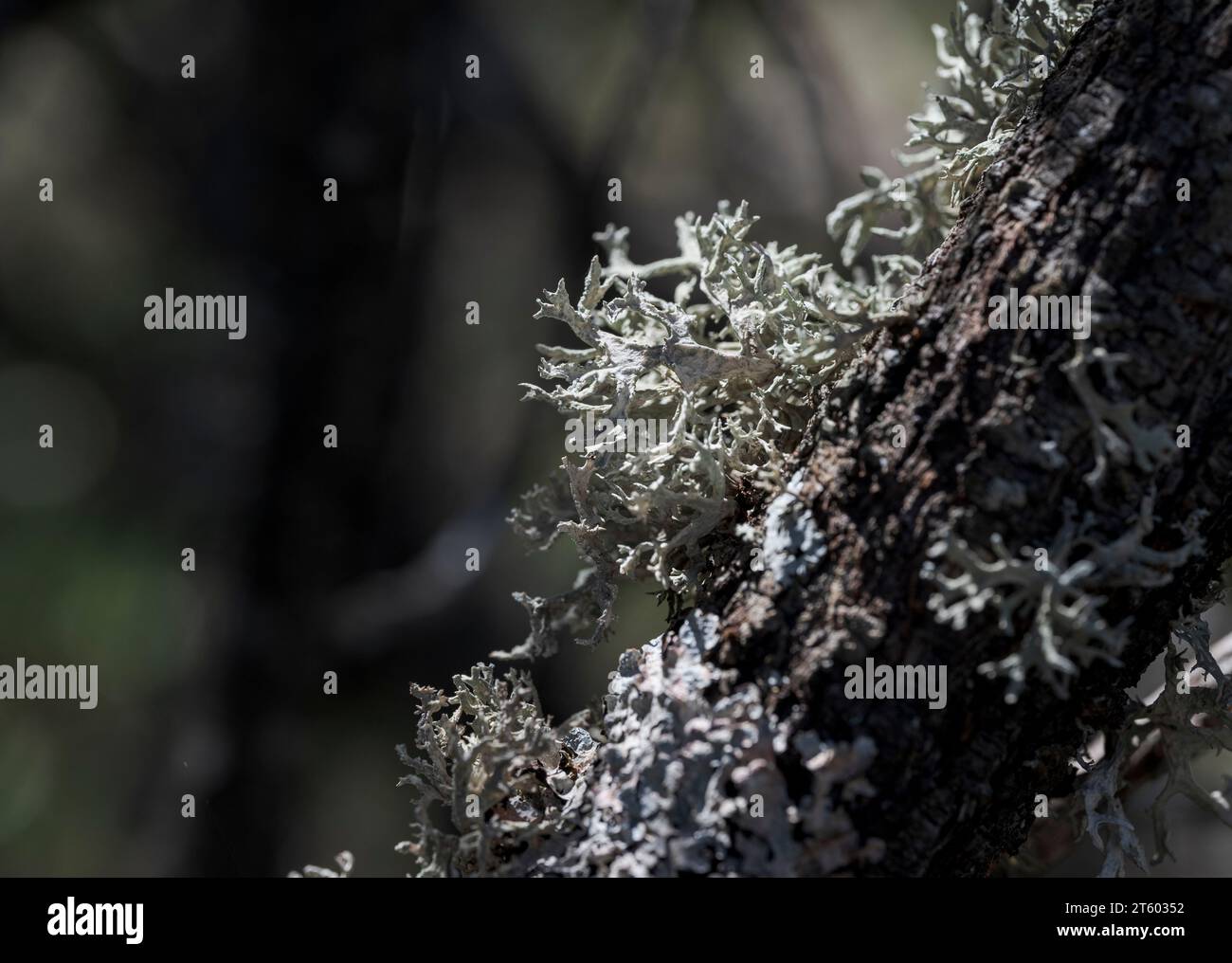 Lichen found in northern hemisphere hi-res stock photography and images ...