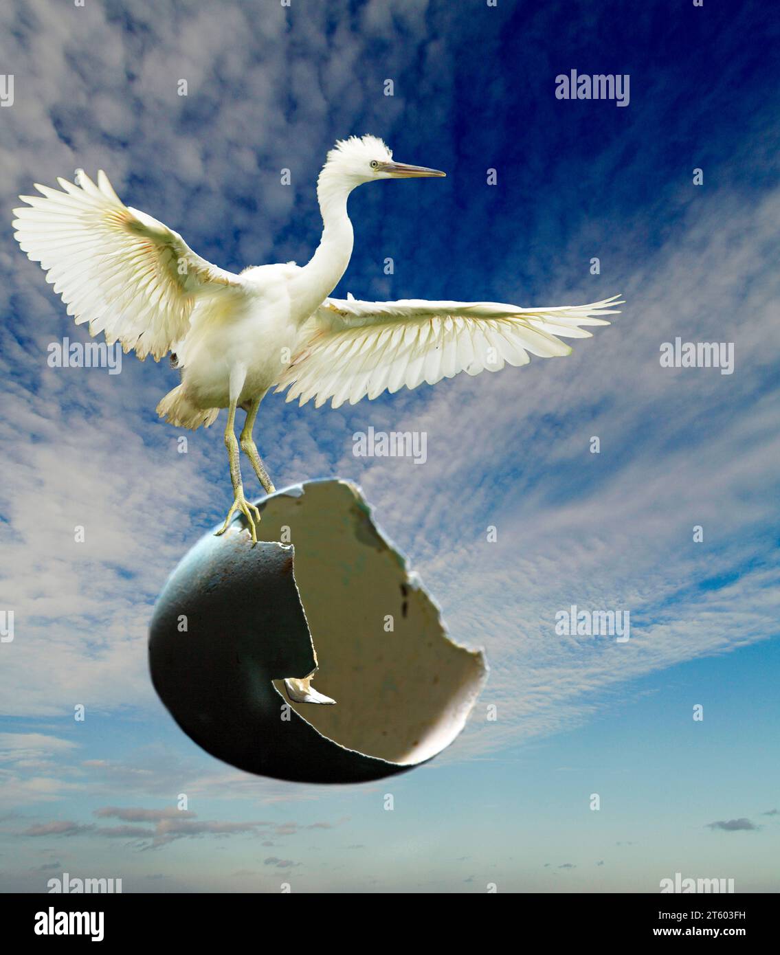 Genesis. Creation. Evolution. In the beginning. Composite image of a ...