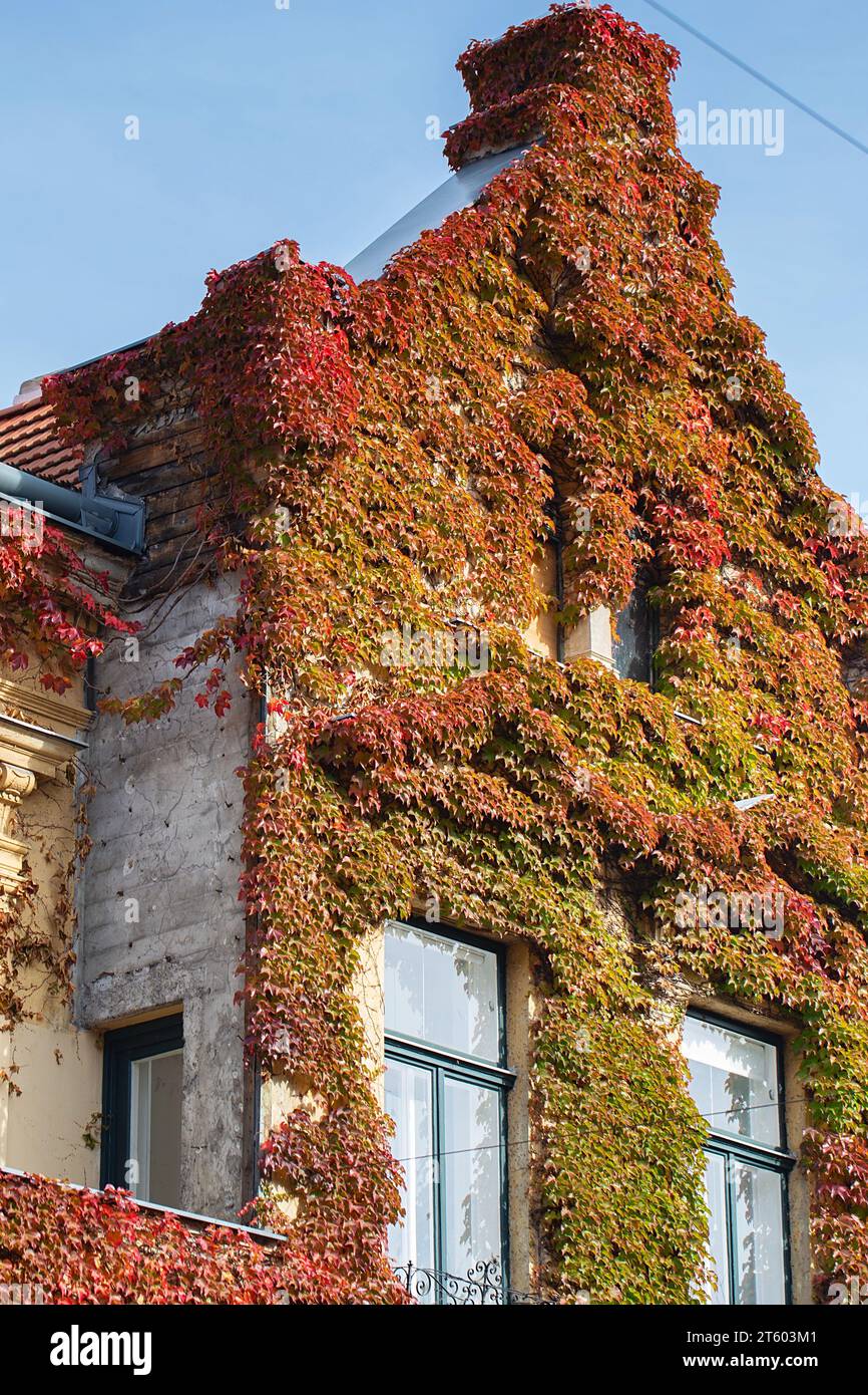 Wall covered in red ivy autumn leaves. Red, yellow and green autumn ...