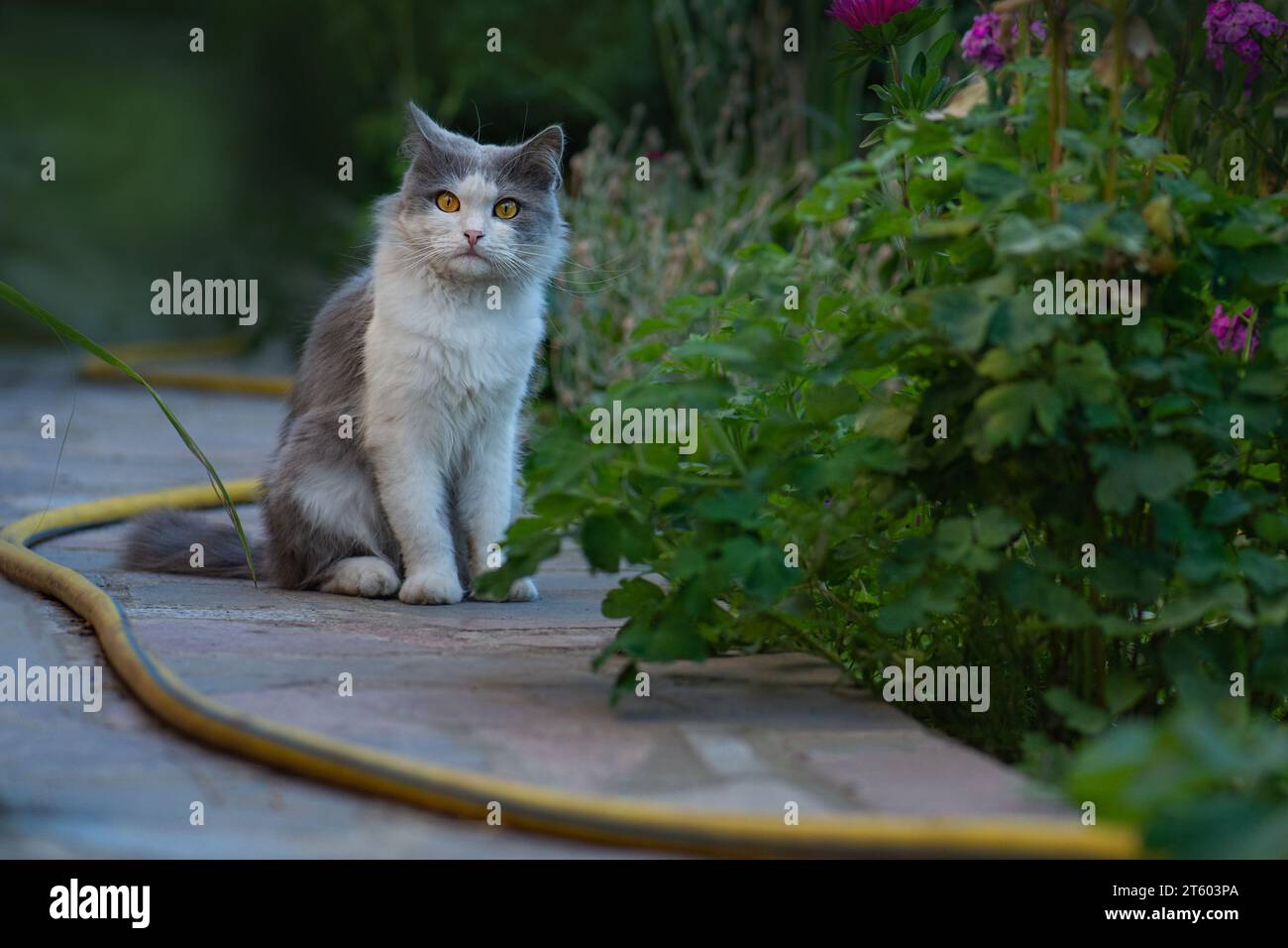 Cat inquisitive walking hi-res stock photography and images - Alamy