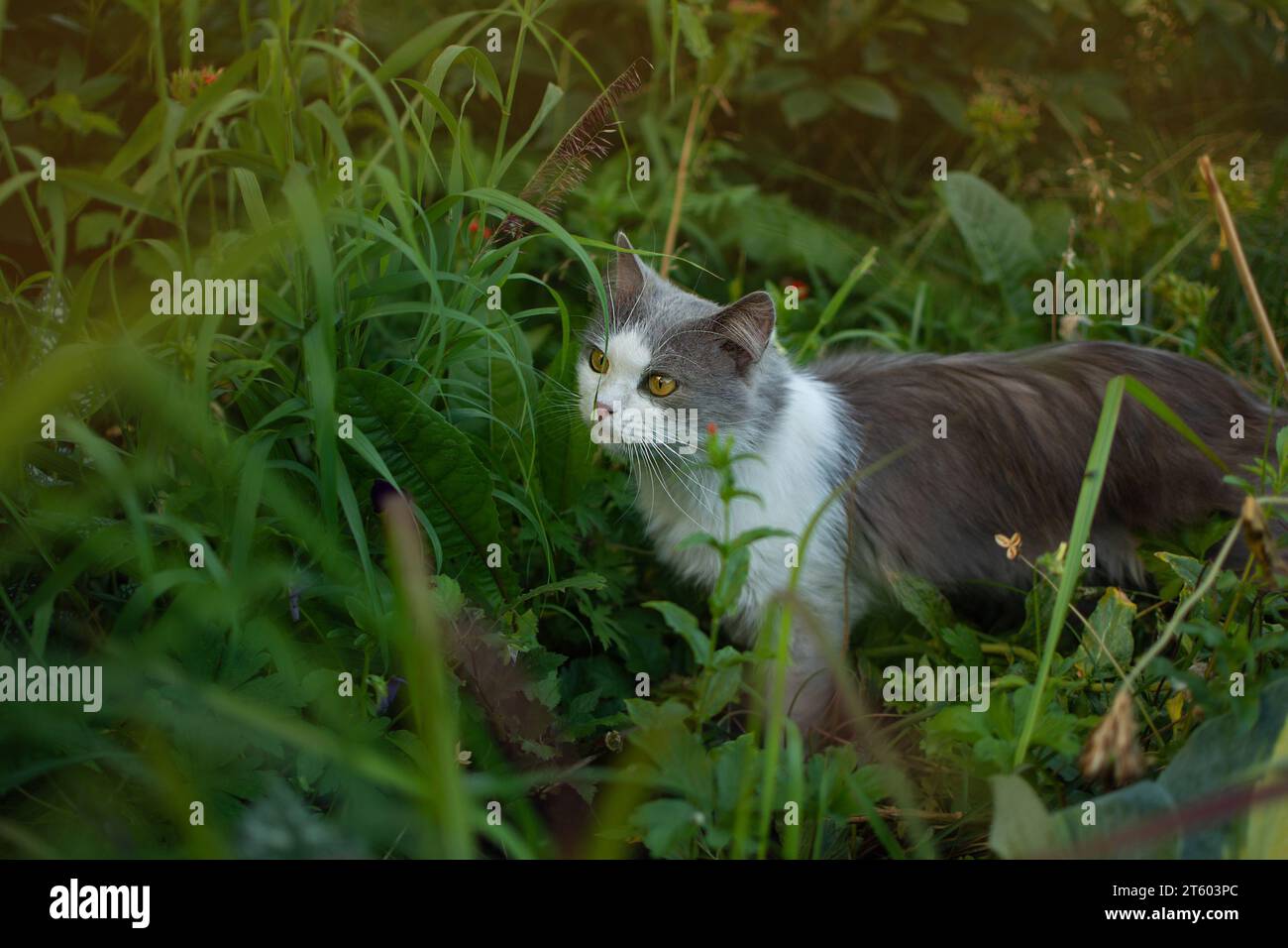 Cat to explore spaces outdoors.Cat walking freely outside on private ...