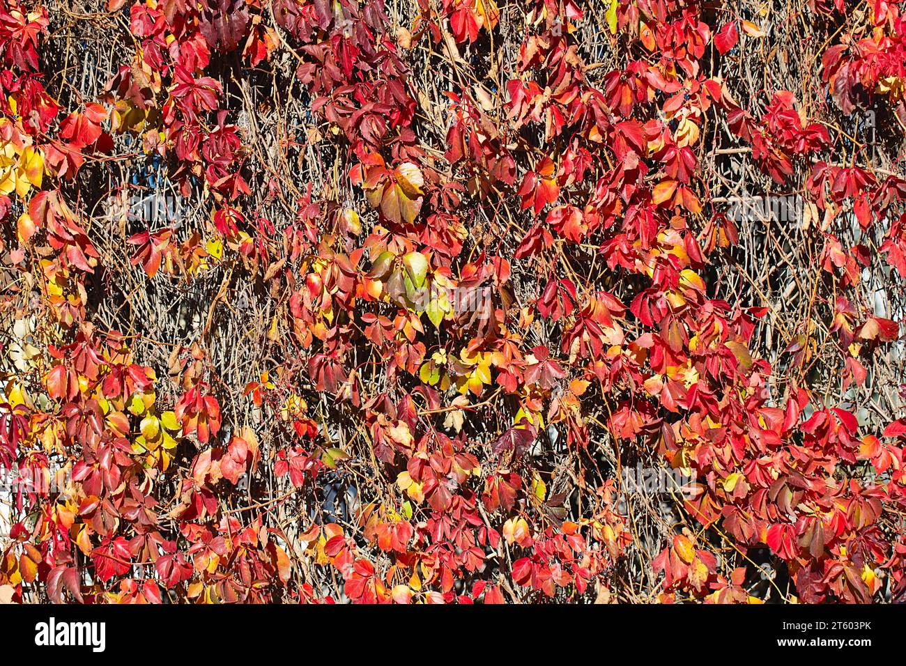 Wall covered in red ivy autumn leaves. Red, yellow and green autumn ...