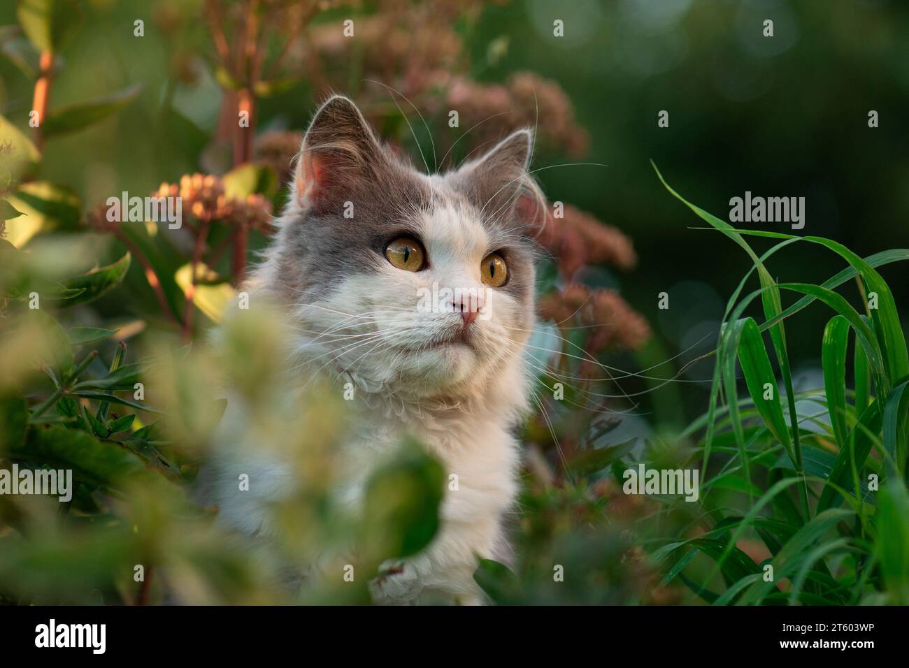 Cat to explore spaces outdoors. Adorable cat in the garden free to roam ...