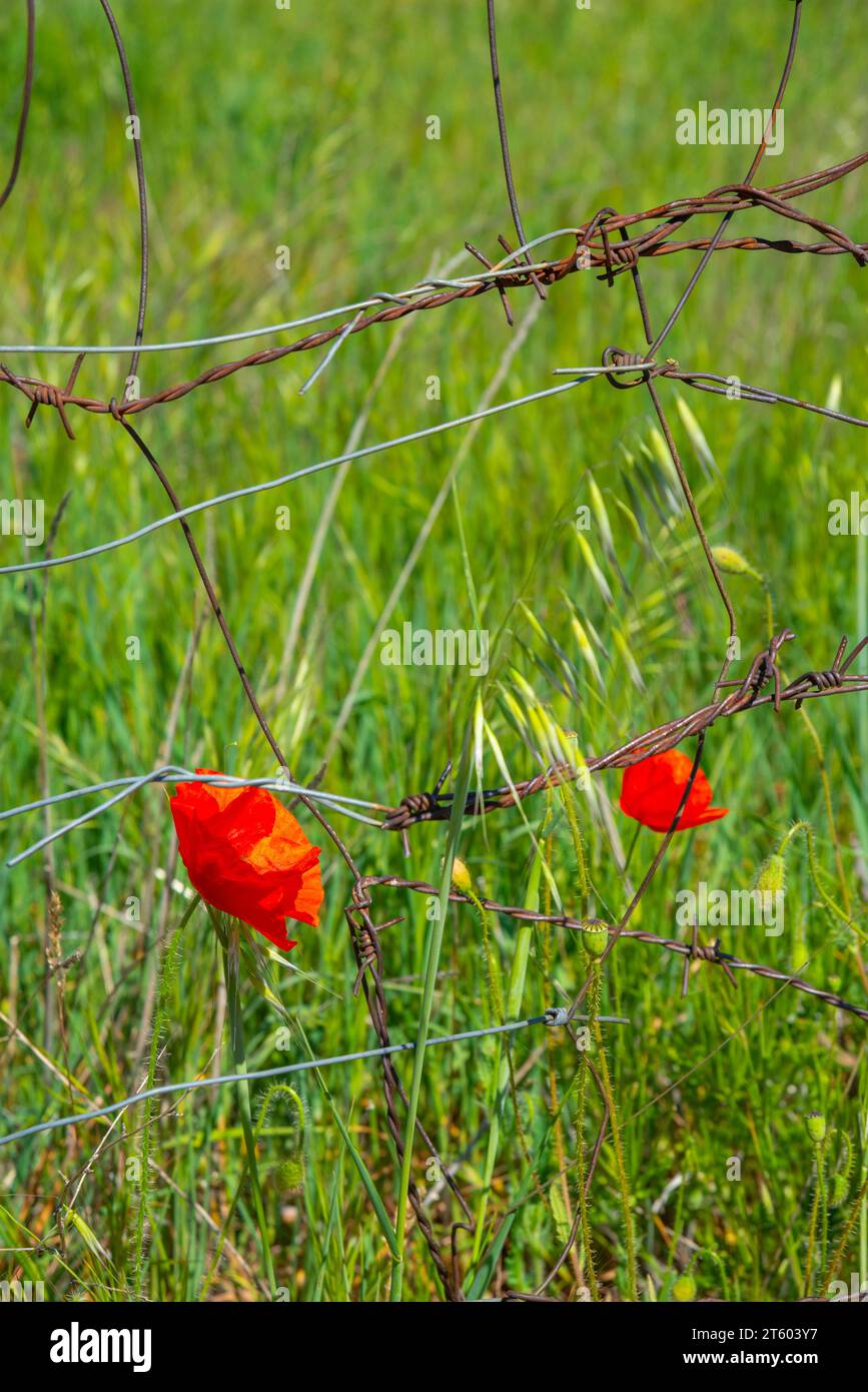 Poppy flowers and barbed wire Stock Photo - Alamy