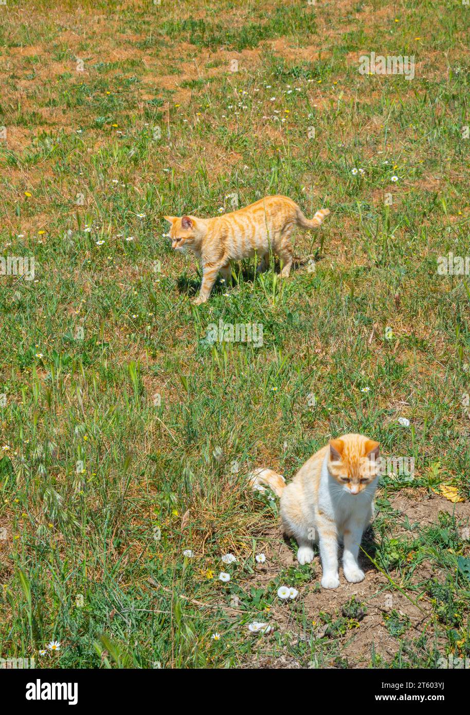 Orange tabby cats on the grass Stock Photo - Alamy