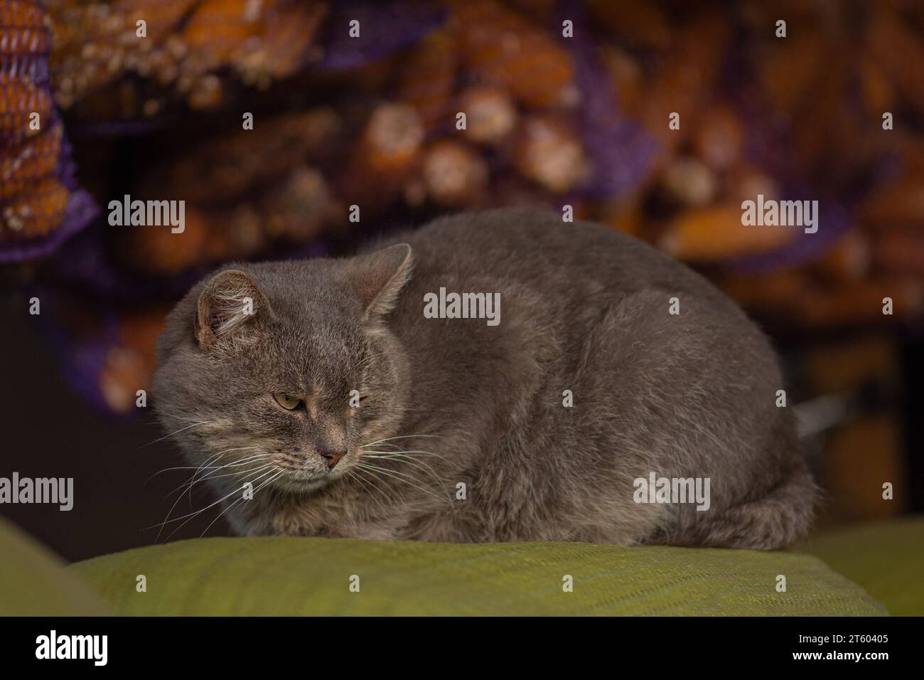 Injured cat hi-res stock photography and images - Alamy