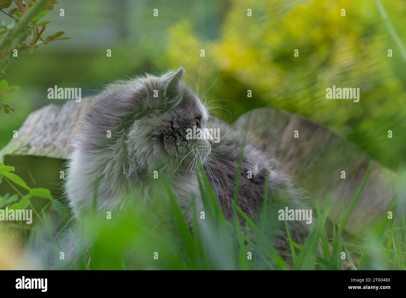 Safe space for cat walks concept photo. Creating a safe garden for ...