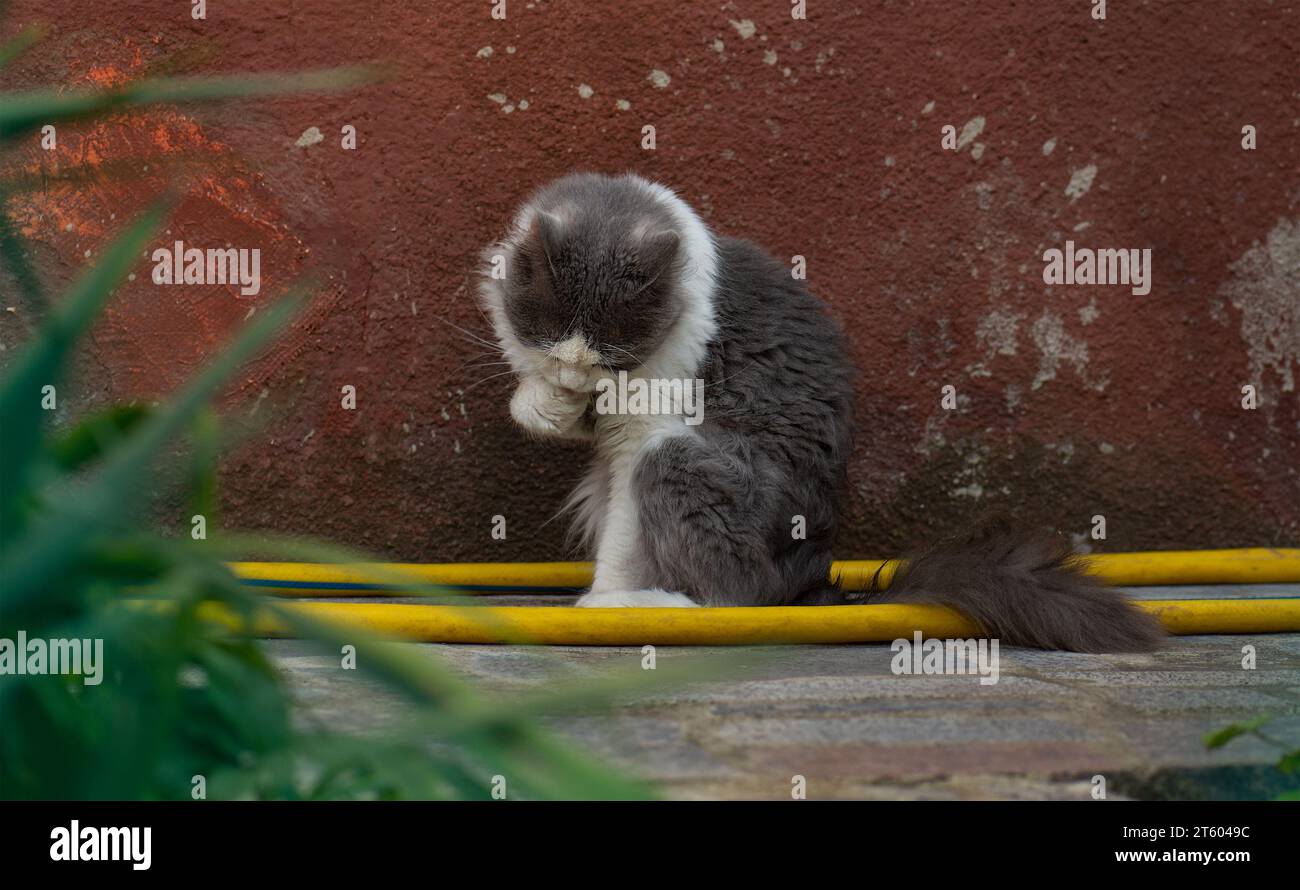 Cute cat licking and remove dust and foreign odors from body. Outdoor ...