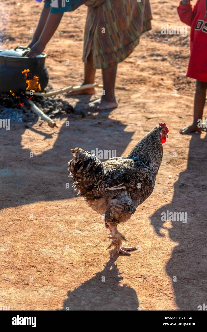 Family African children, and mother, rooster roaming free range in the ...
