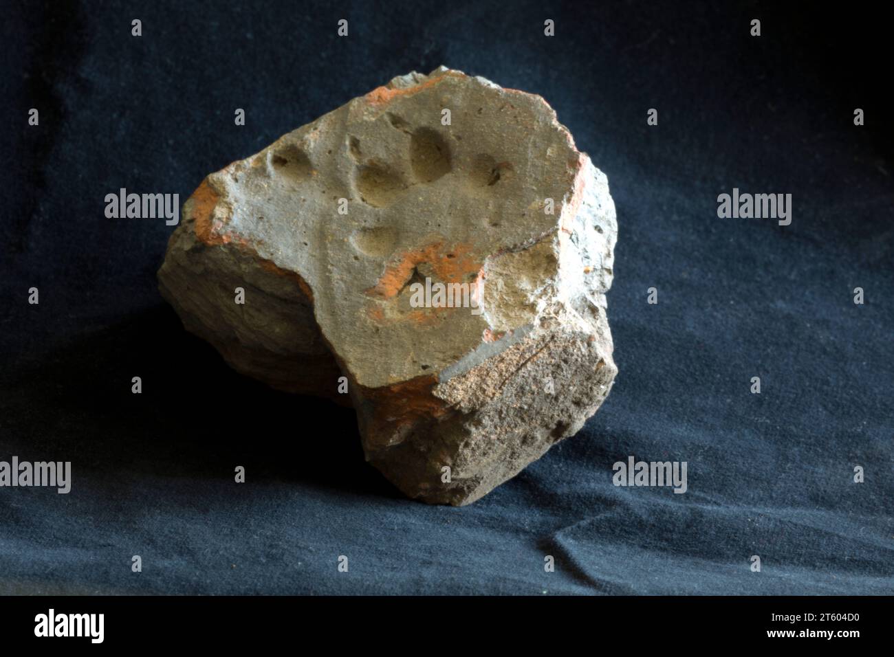 Fox paw print hi-res stock photography and images - Alamy