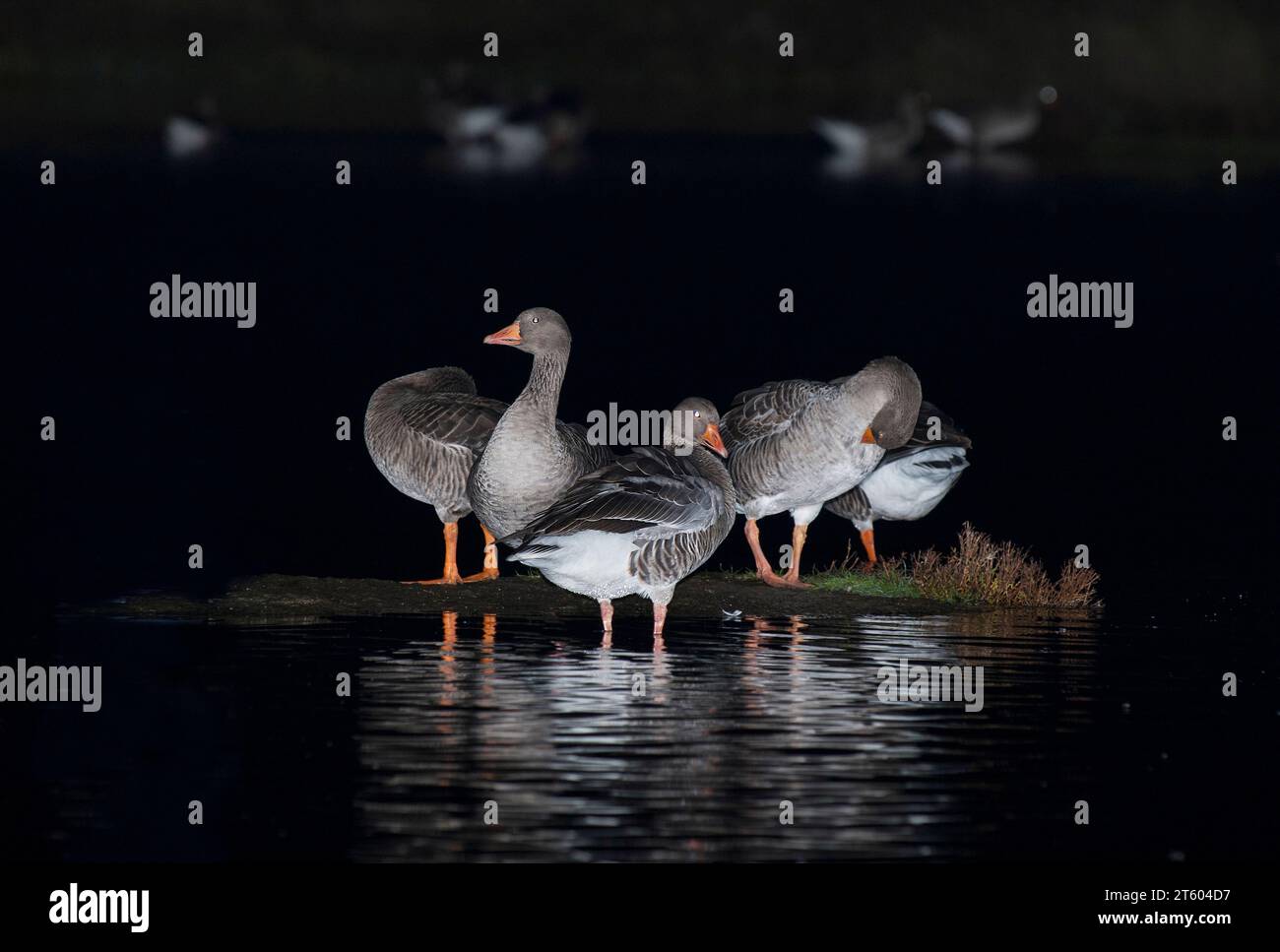 Greylag geese at night roost on Tetney marshes Lincolnshire. UK Stock ...