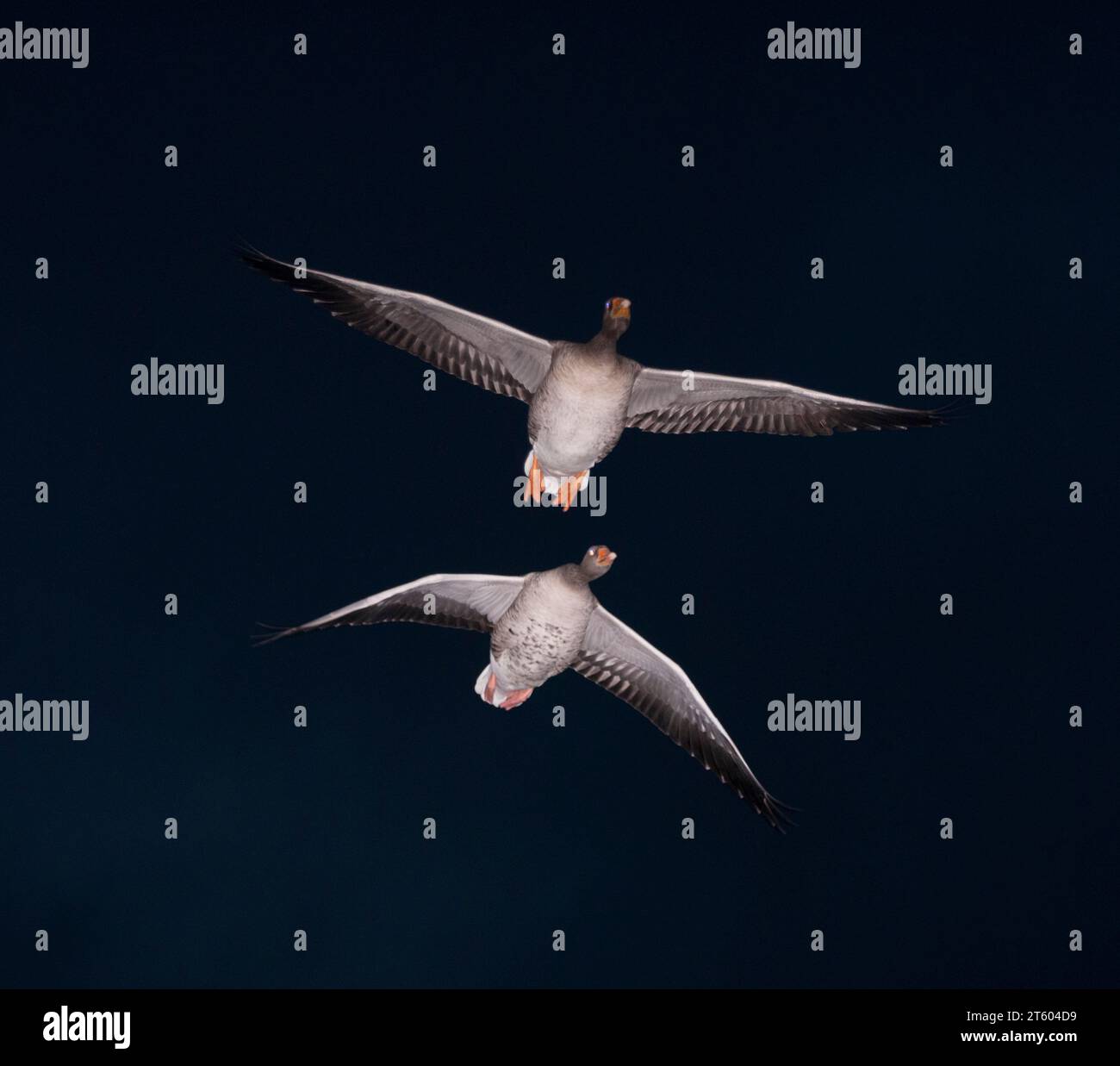 Pair of greylag geese in flight at night right overhead. Anser anser ...