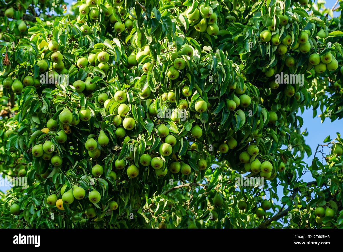 Branches of a large pear tree with many still green fruits, abundant ...