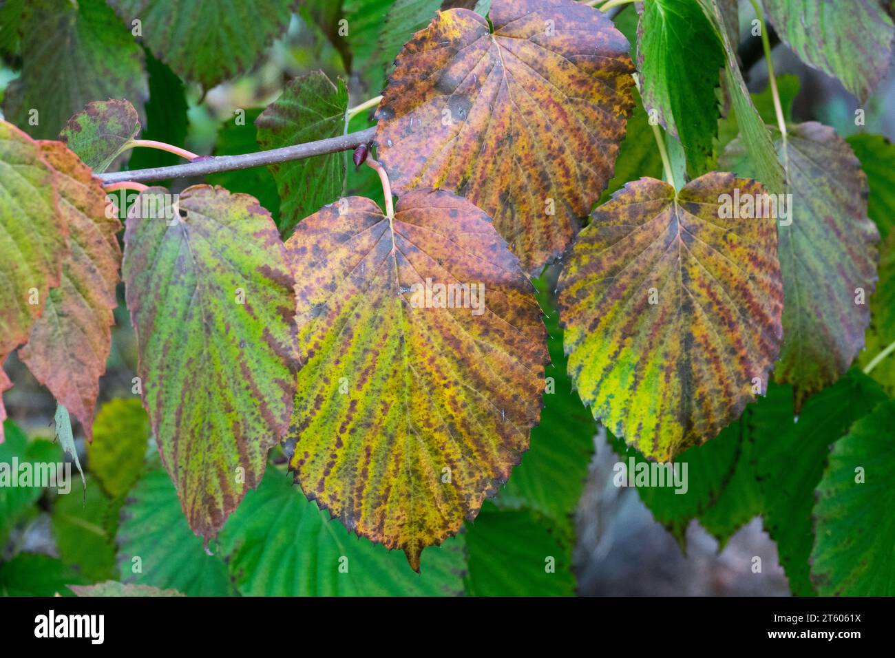 Davidia involucrata autumn leaves on branch of a tree Stock Photo - Alamy