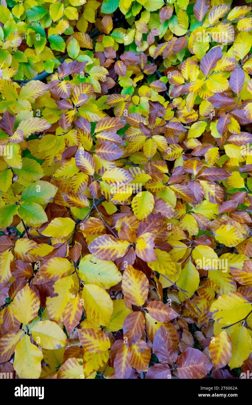 Autumn, European Beech, Foliage, Fagus sylvatica "Marmostar Stock Photo ...