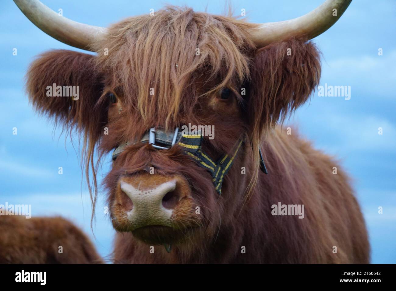 A Close-up of a brown cow's head featuring two long, curved horns Stock ...