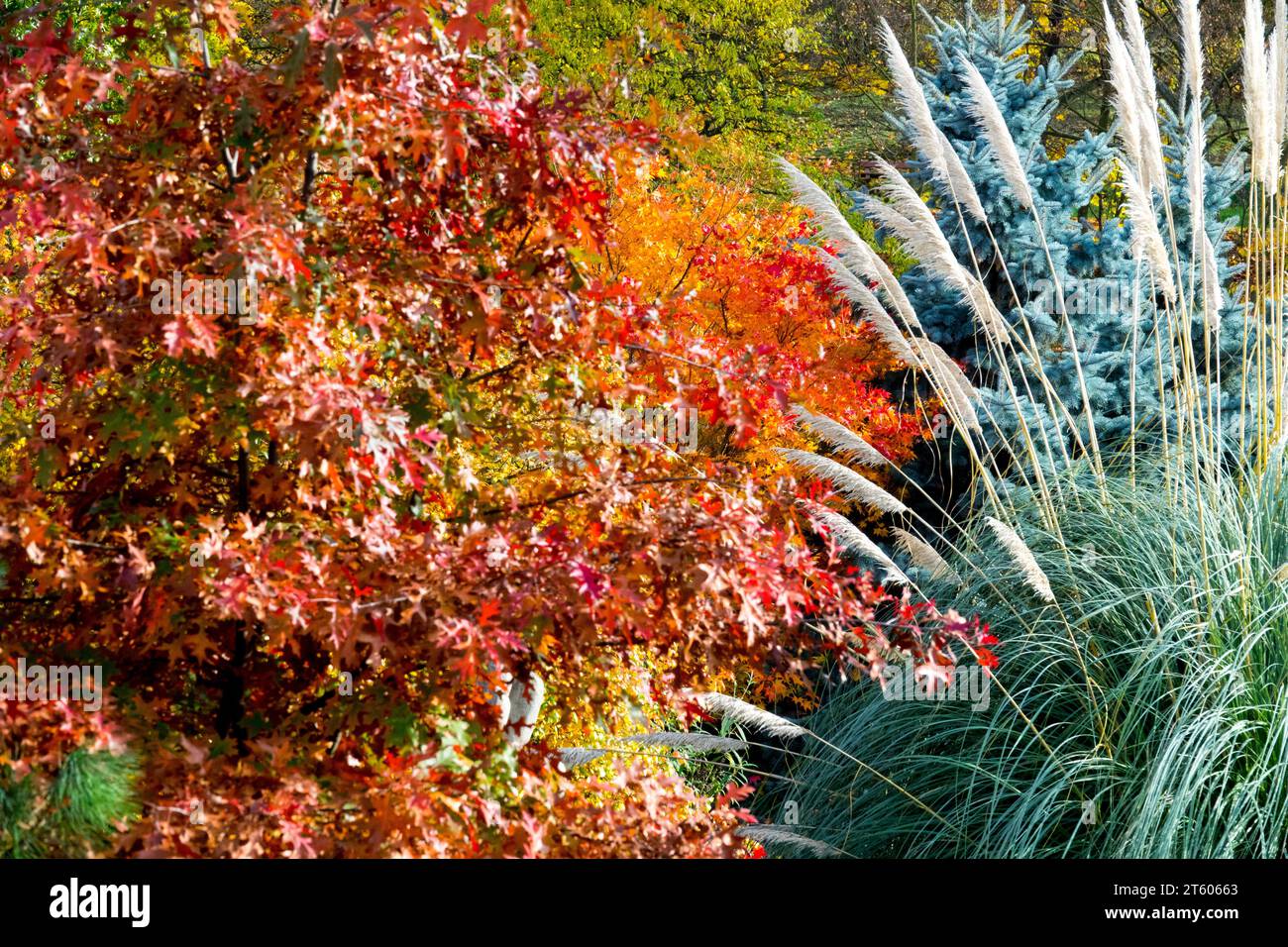 November, Autumn, plants, in, Garden, Season, Colourful, Cortaderia ...