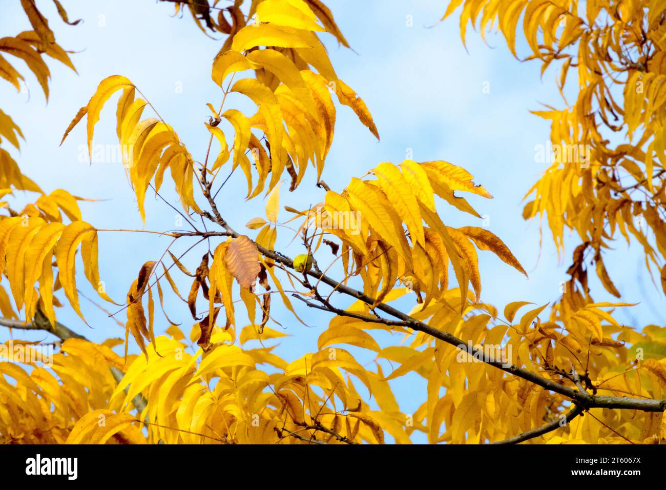 Pecan tree, fall, Autumn, Carya illinoinensis, leaves, Yellow, Foliage ...