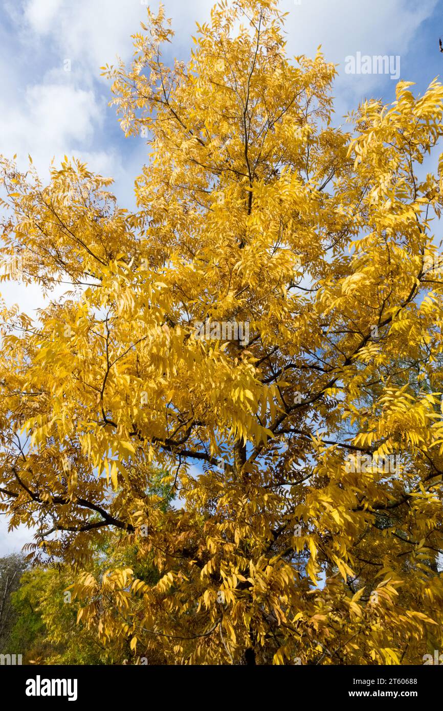 Yellow, Foliage, Pecan tree, fall, Autumn, Carya illinoinensis Stock ...