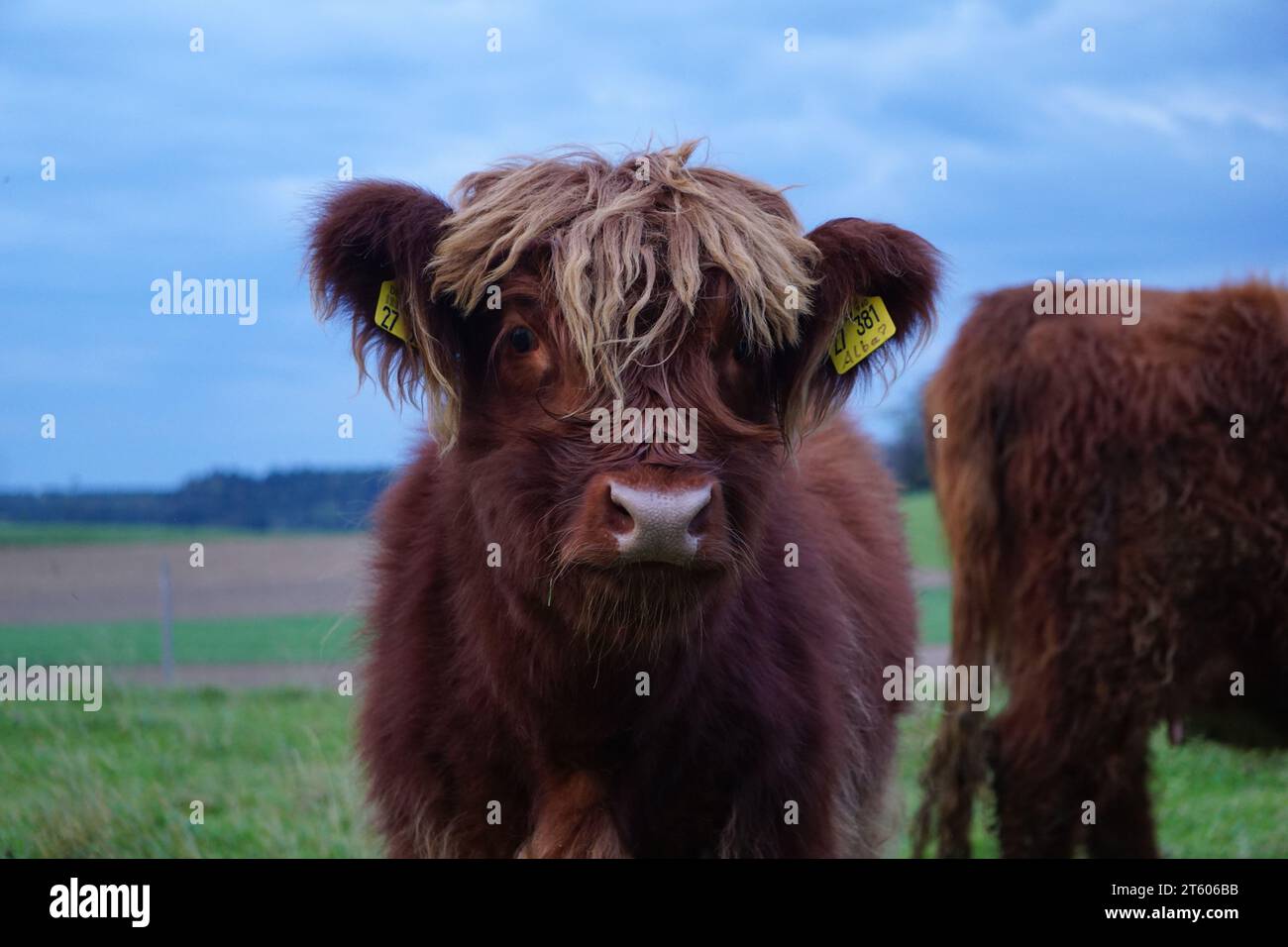 A Close-up of a brown cow's head featuring two long, curved horns Stock ...