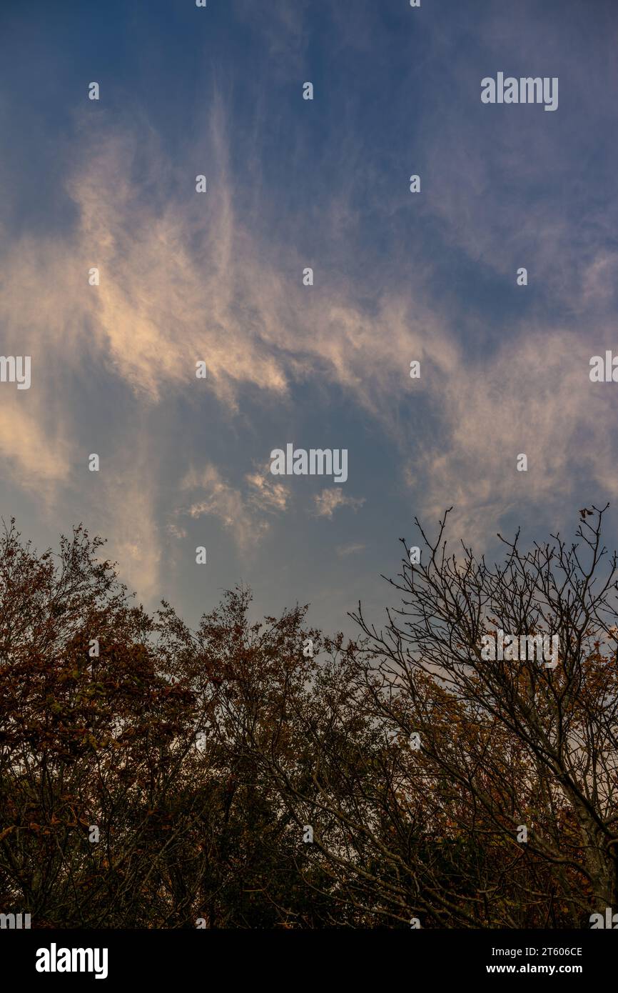 Evening cloudscape with trees. White high-level cirrus clouds with ...