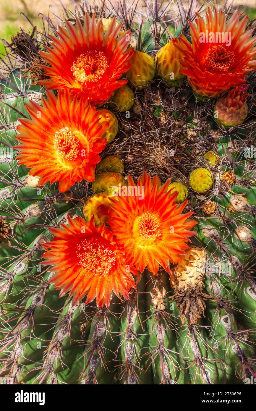 Arizona Barrel Cactus or Candy Barrel Cactus, Ferocactus wislizeni, in bloom in desert Stock ...