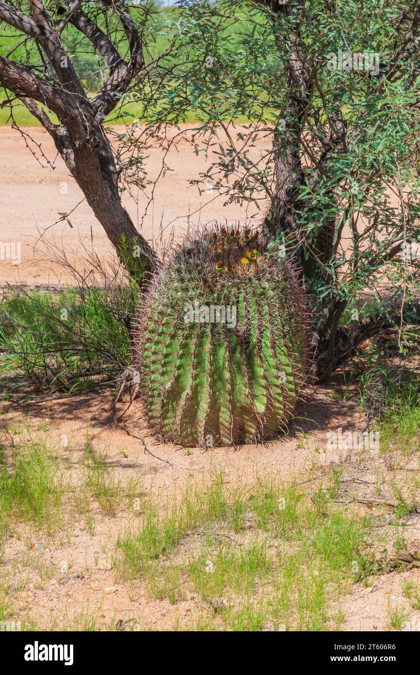 Arizona Barrel Cactus or Candy Barrel Cactus, Ferocactus wislizeni, in ...