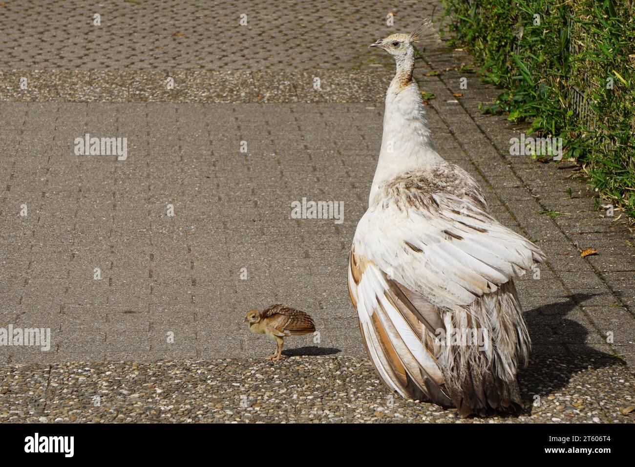A mother goose and her gosling standing together on a sunny city ...