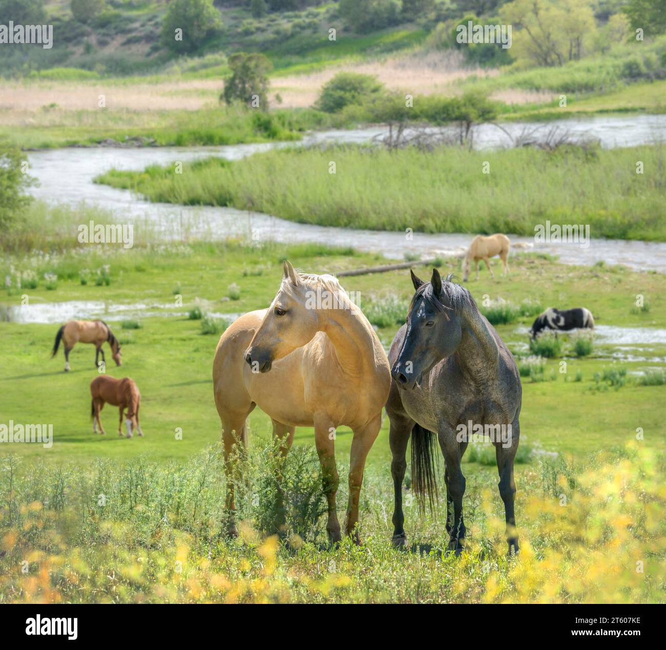 American quarter horse hi-res stock photography and images - Alamy