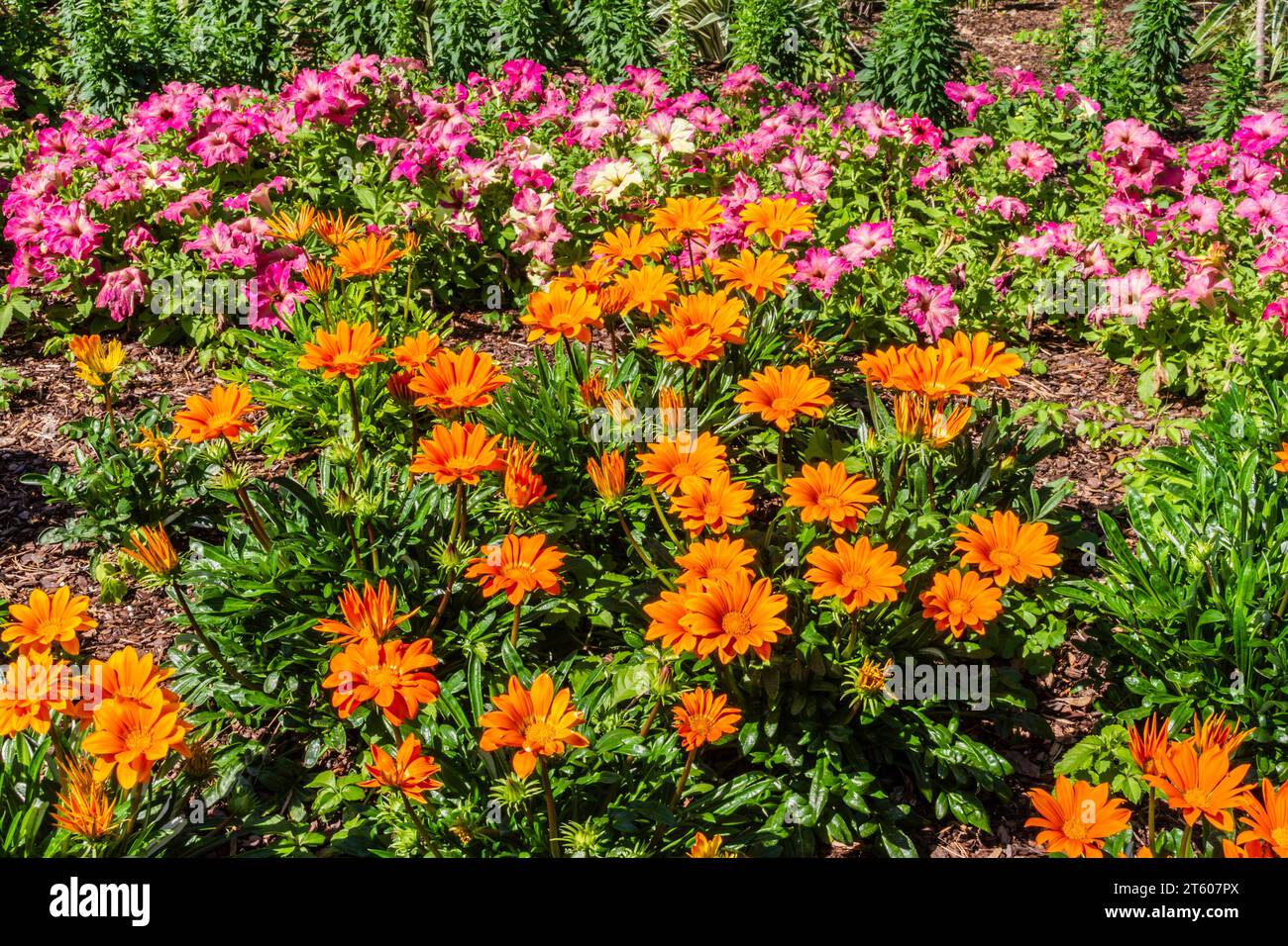 Gazinia 'Gazoo Clear Orange', Gazania rigens, at Mercer Arboretum and ...