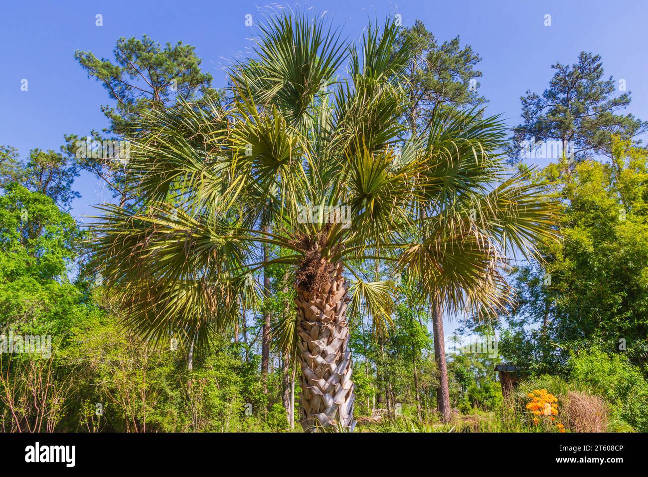 Maya Palm Tree, Sabal guatemalensis, at Mercer Arboretum and Botanical ...