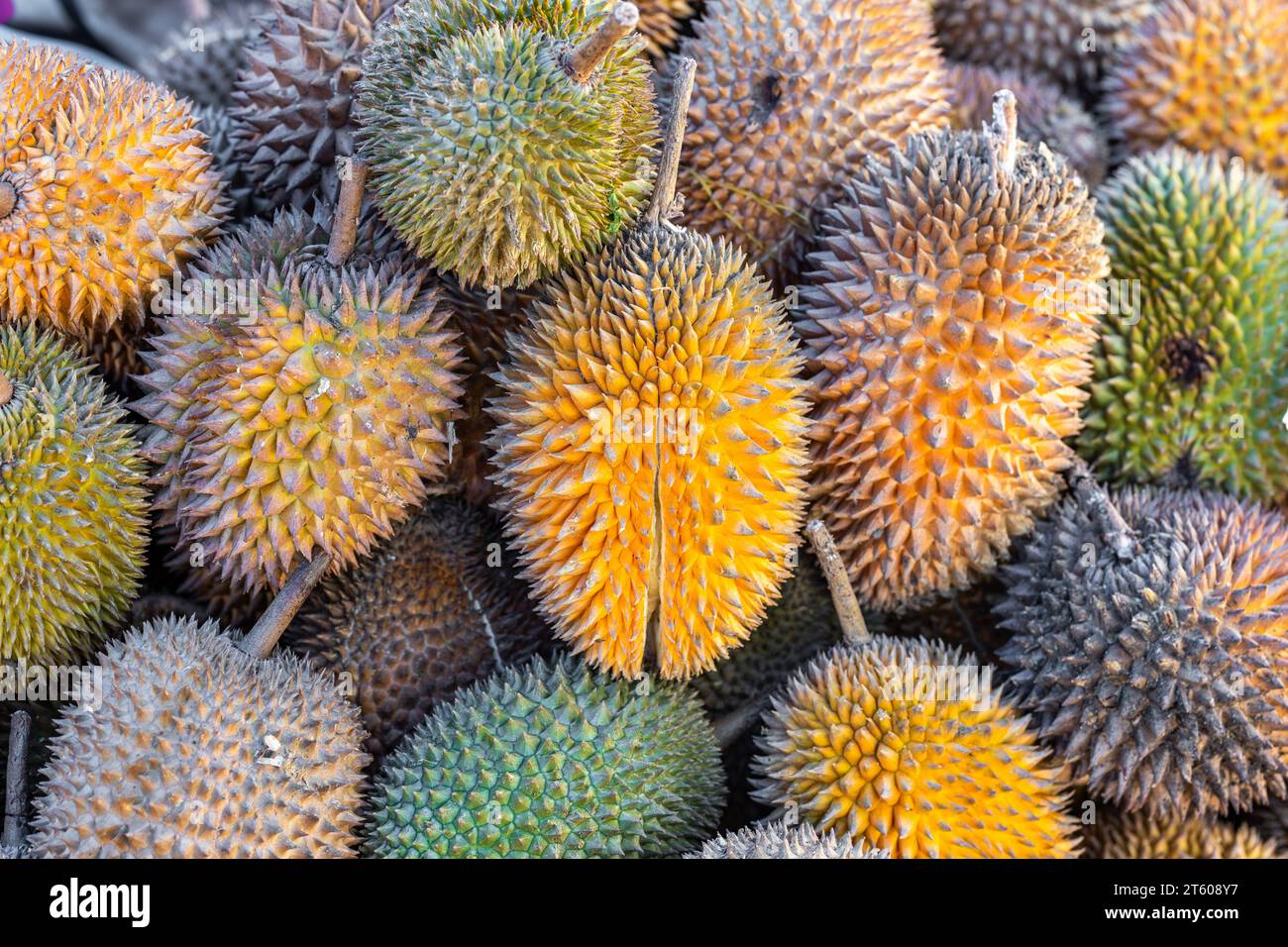 Beautifully ripe durian fruit, a stinking fruit, a specific fruit from ...