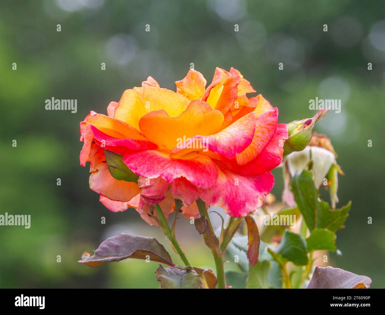 50 types of heritage roses hi-res stock photography and images - Alamy