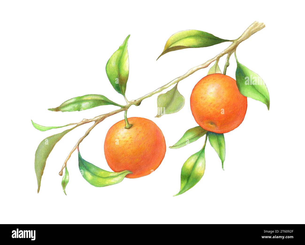 Pencil drawing fruit hi-res stock photography and images - Alamy